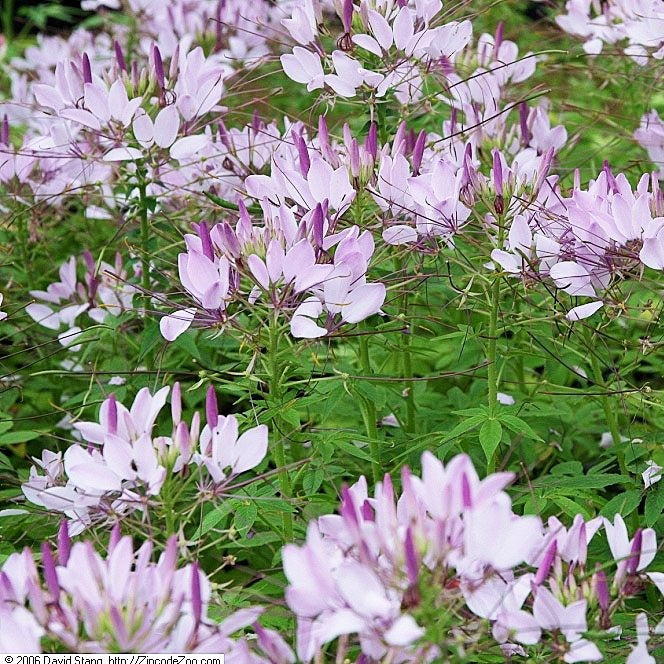 Cleome spinosa SPIDER FLOWER 'SPARKLER LAVENDER' – Ferri Seeds