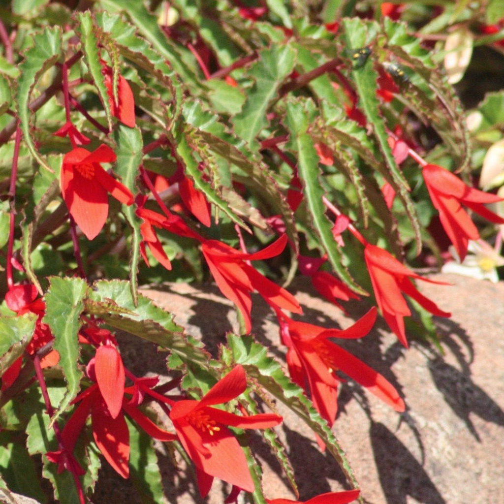 Begonia tuberhybrida boliviensis BEGONIA GROOVY RED – Ferri Seeds