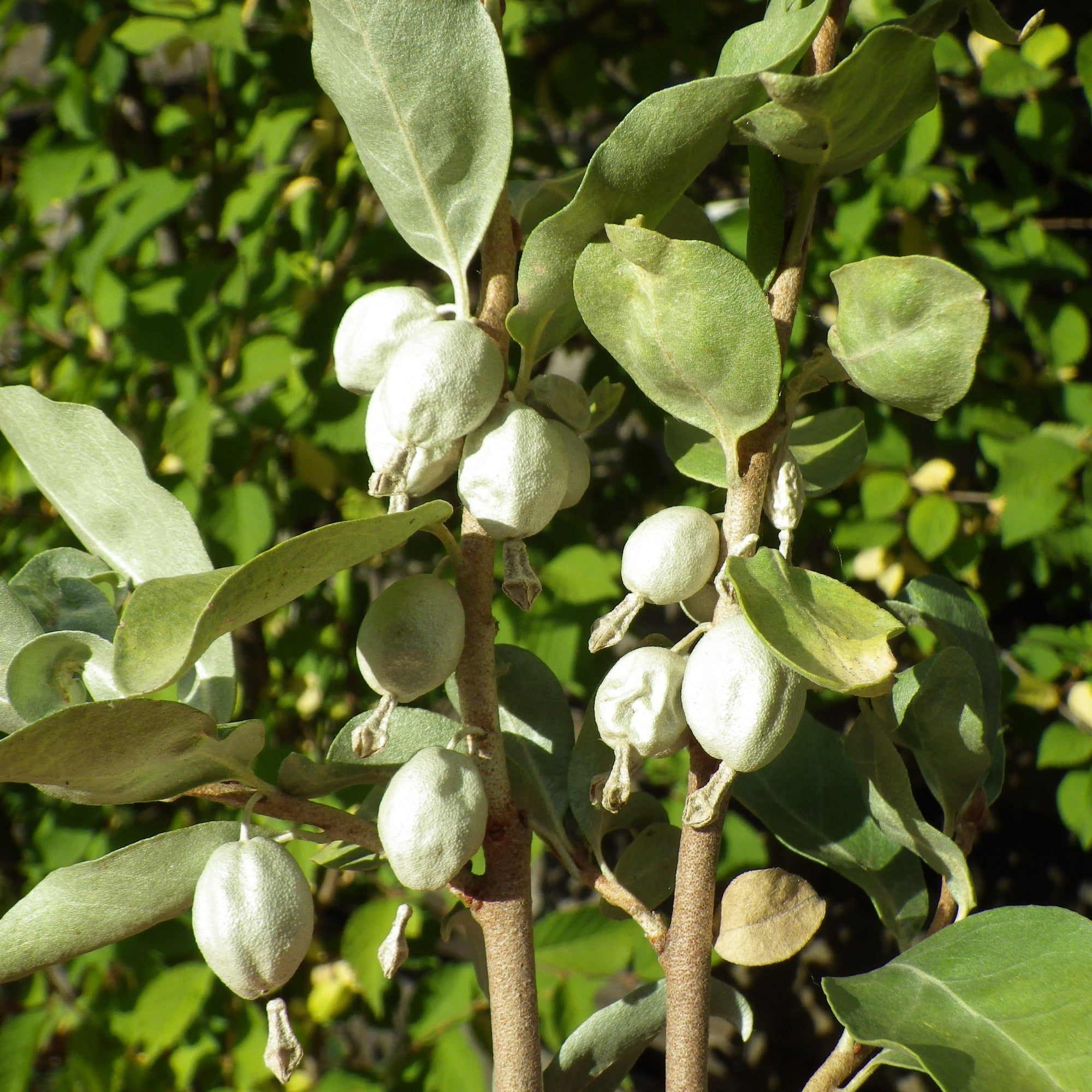 Elaeagnus commutata AMERICAN SILVERBERRY – Ferri Seeds