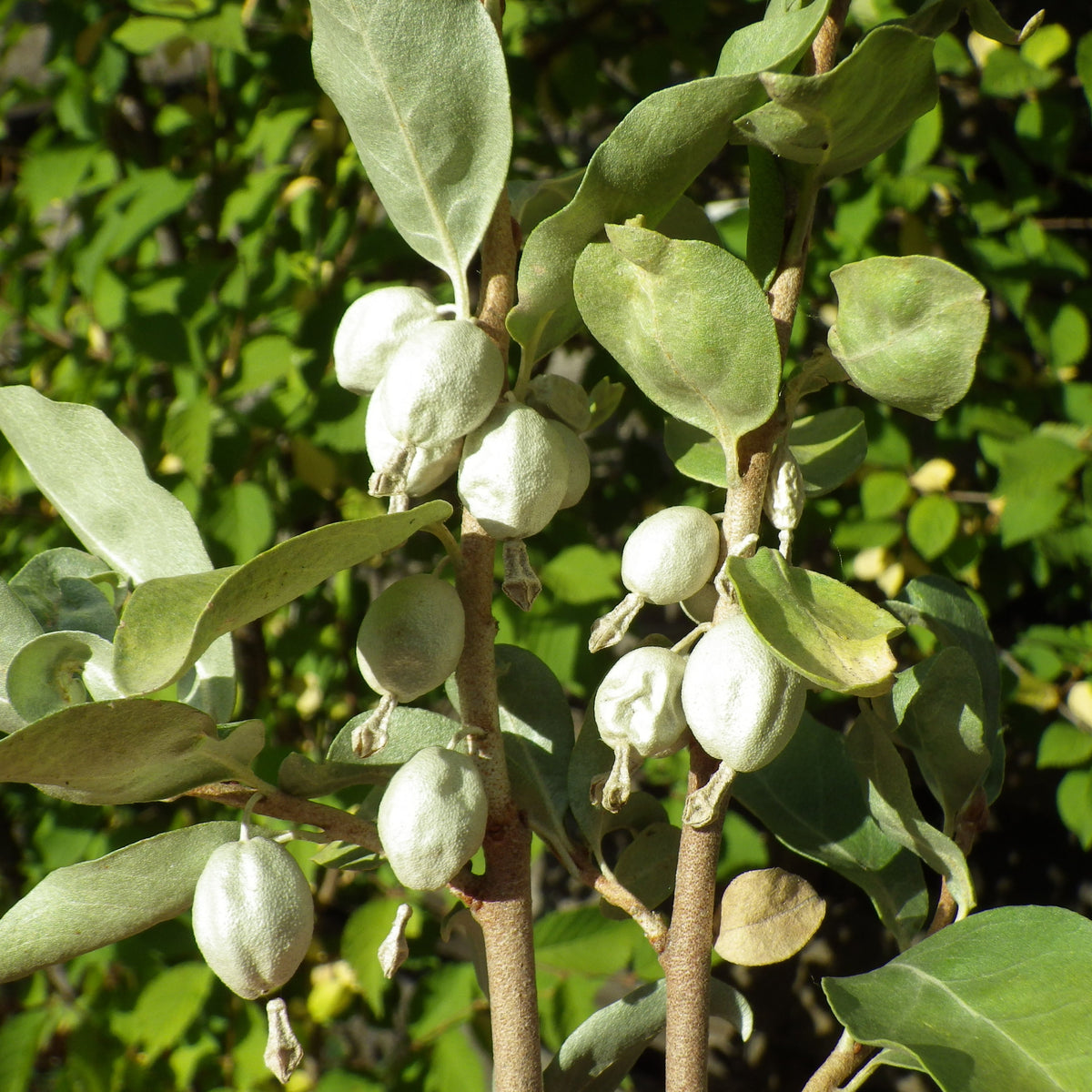 Elaeagnus commutata AMERICAN SILVERBERRY – Ferri Seeds