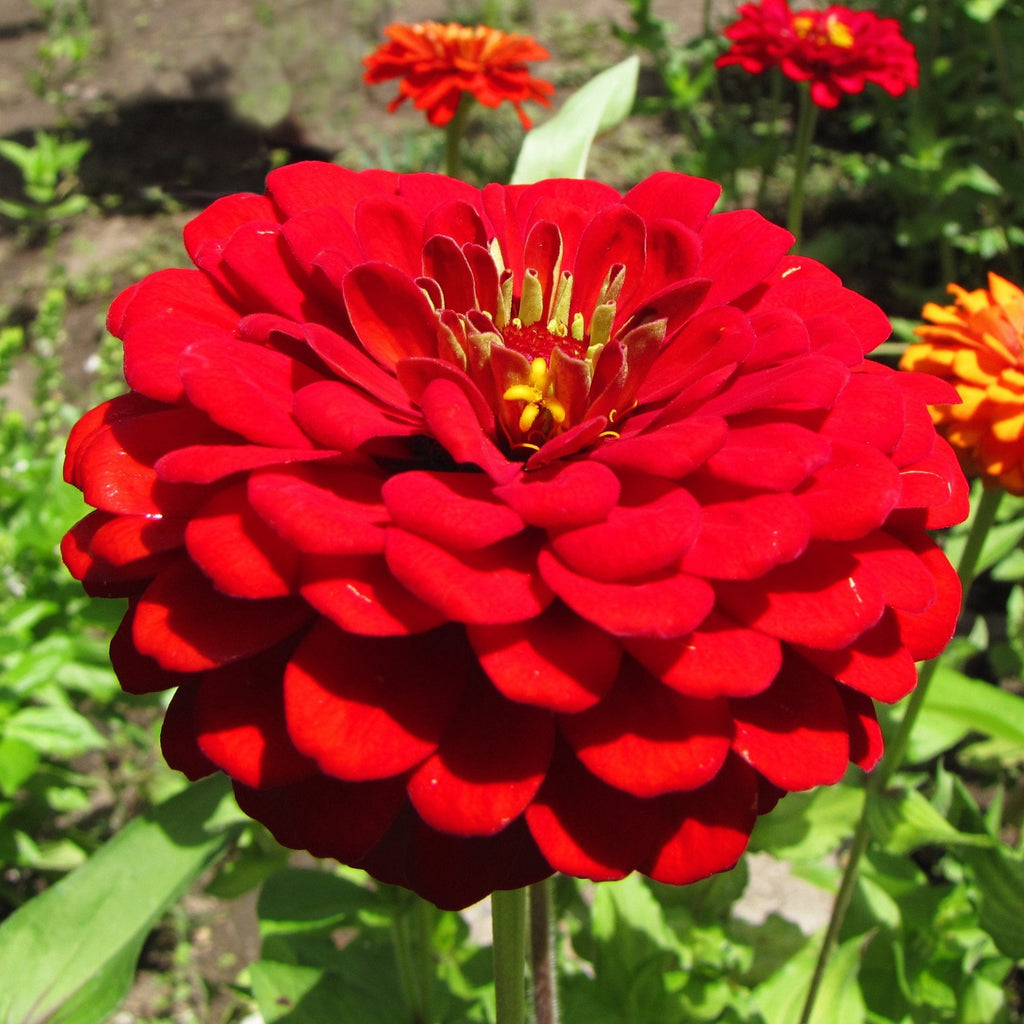 ZINNIA OKLAHOMA SCARLET RED Zinnia elegans – Ferri Seeds