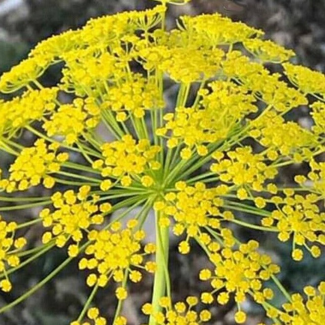 DILL 'HEDGER' Anethum graveolens – Ferri Seeds