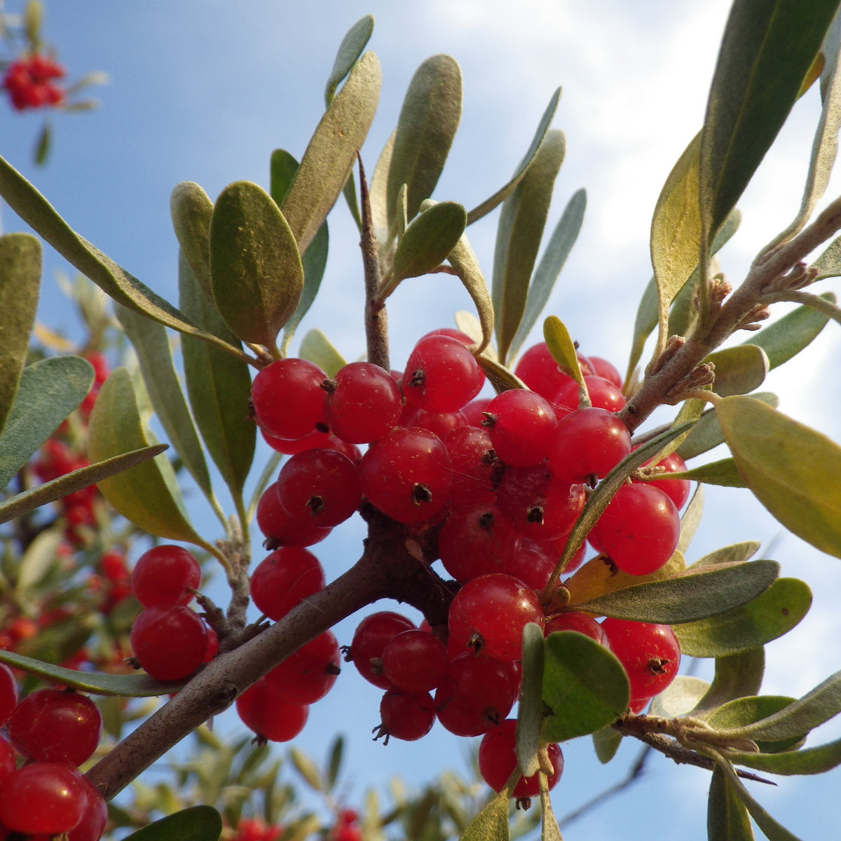 SILVER BUFFALOBERRY Shepherdia argentea – Ferri Seeds