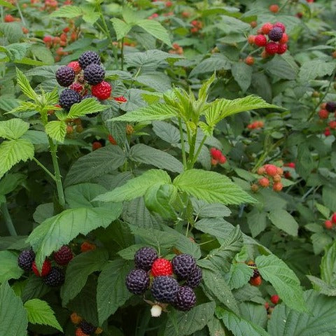 Rubus leucodermis WHITEBARK RASPBERRY, BLACKCAP – Ferri Seeds