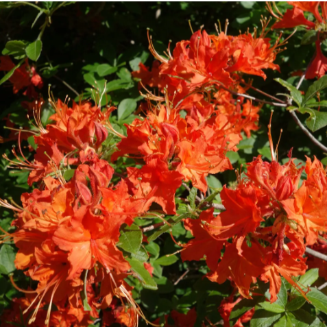 Rhododendron calendulaceum FLAME AZALEA – Ferri Seeds
