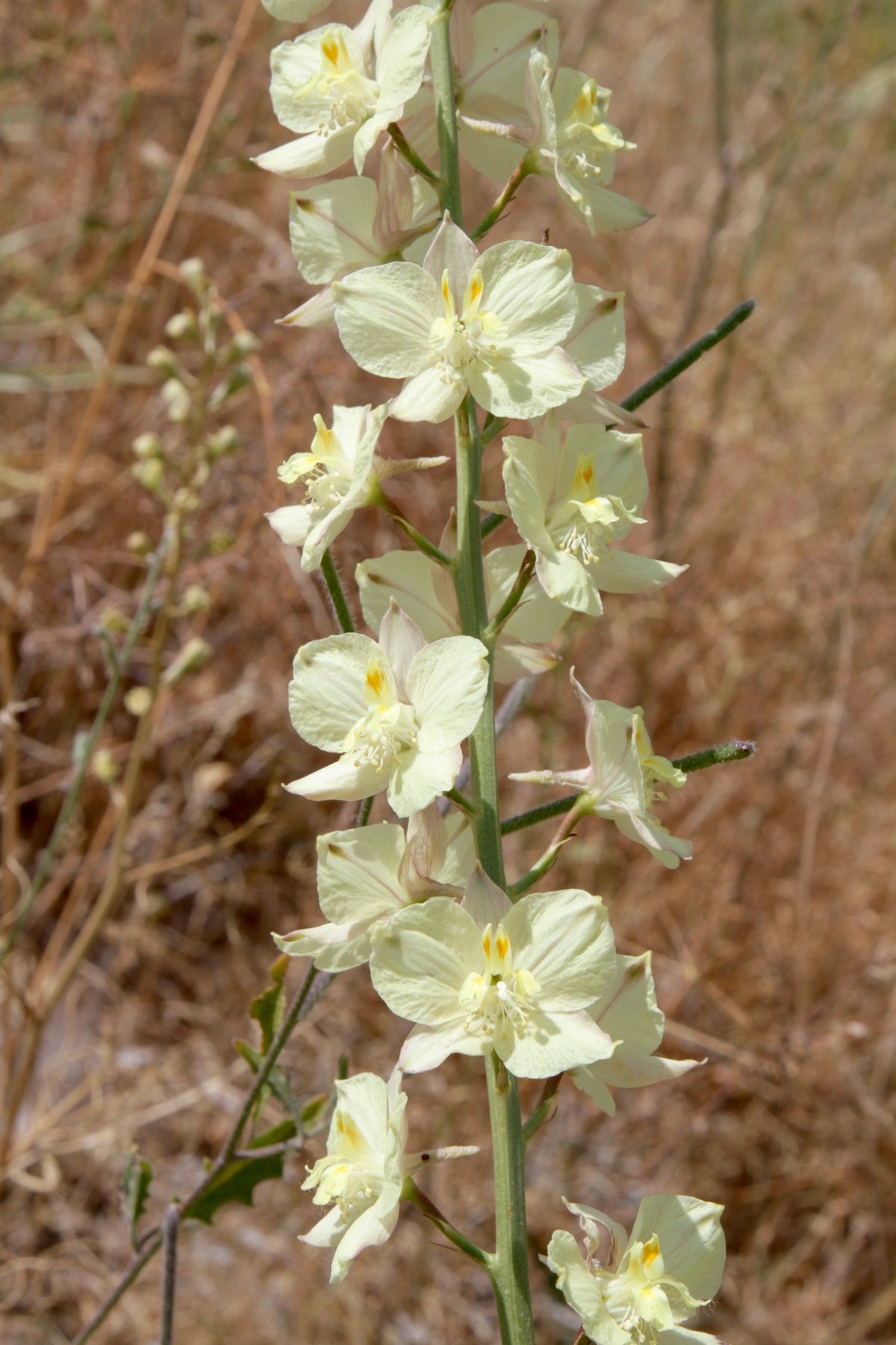 YELLOW, DELPHINIUM LARKSPUR SULPHUR SPIKE Delphinium semibarbatum ...