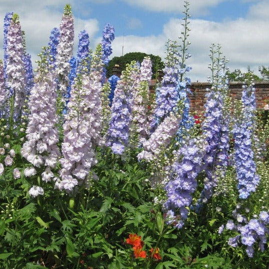 DELPHINIUM DOUBLE STARS MIX Delphinium cultoram elatum – Ferri Seeds