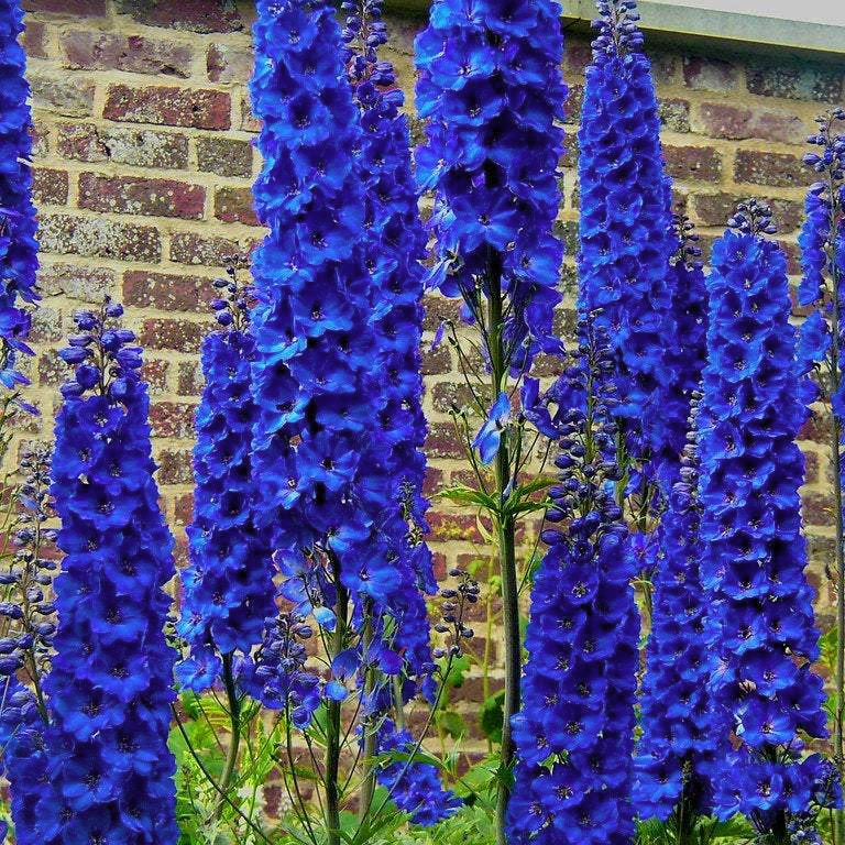 Delphinium elatum DELPHINIUM 'BLUE BUCCANEERS' – Ferri Seeds