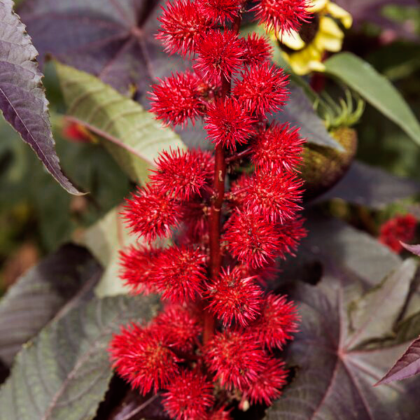 Ricinus gibsonii RED CASTOR BEAN – Ferri Seeds