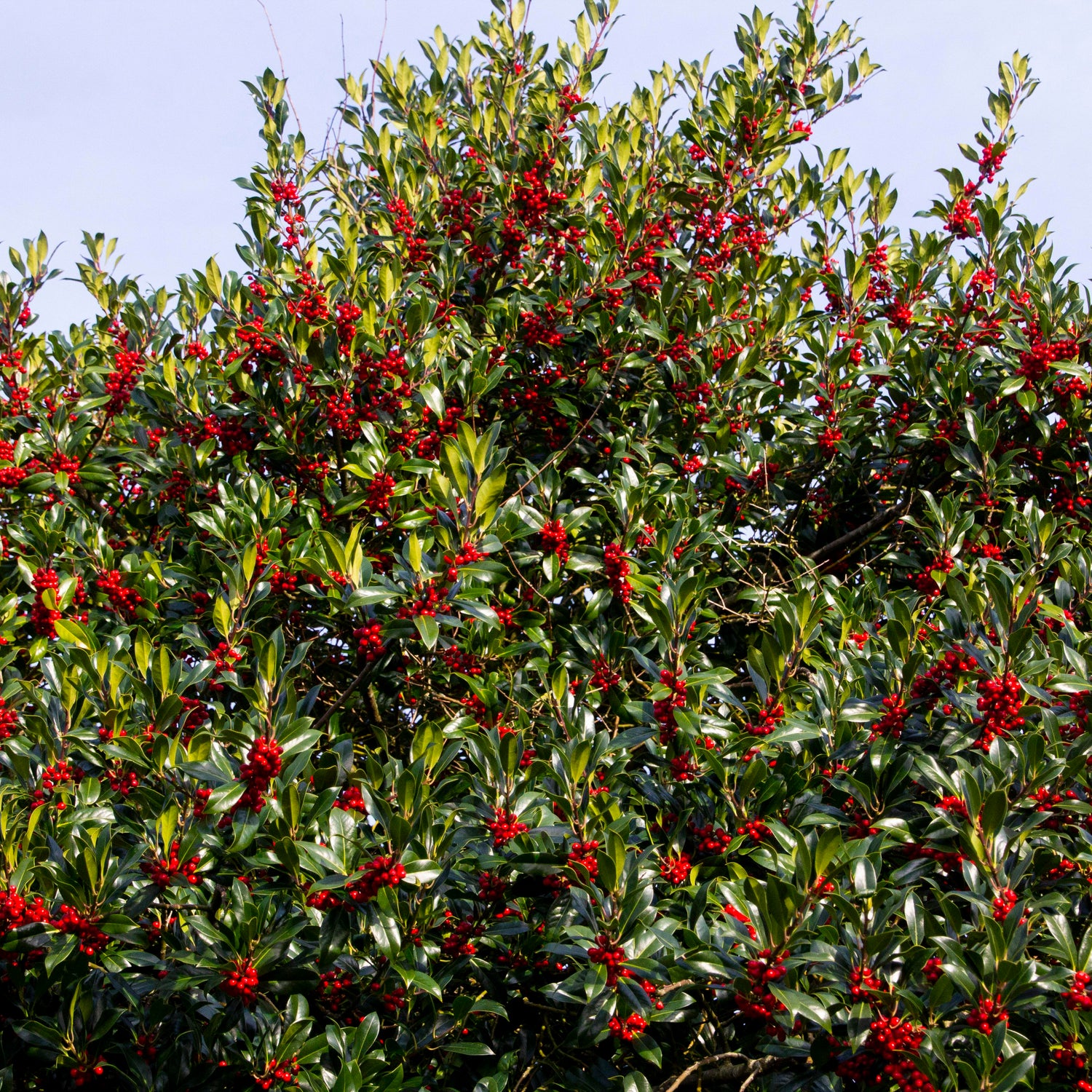 Native Plant Seeds – Page 5 – Ferri Seeds