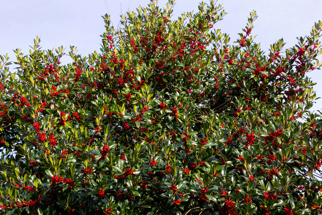 Ilex decidua POSSUMHAW MEADOW HOLLY – Ferri Seeds