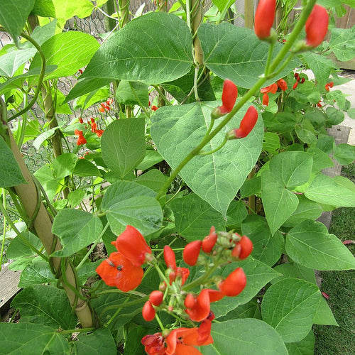 Phaseolus coccineus SCARLET RUNNER, POLE BEAN – Ferri Seeds