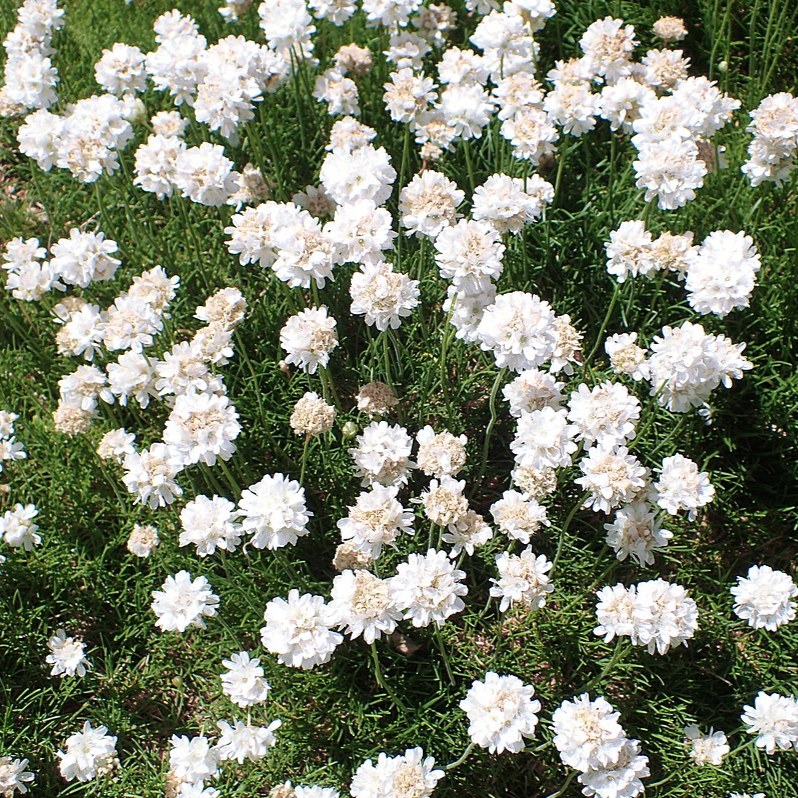 Armeria maritima alba WHITE SEA THRIFT – Ferri Seeds