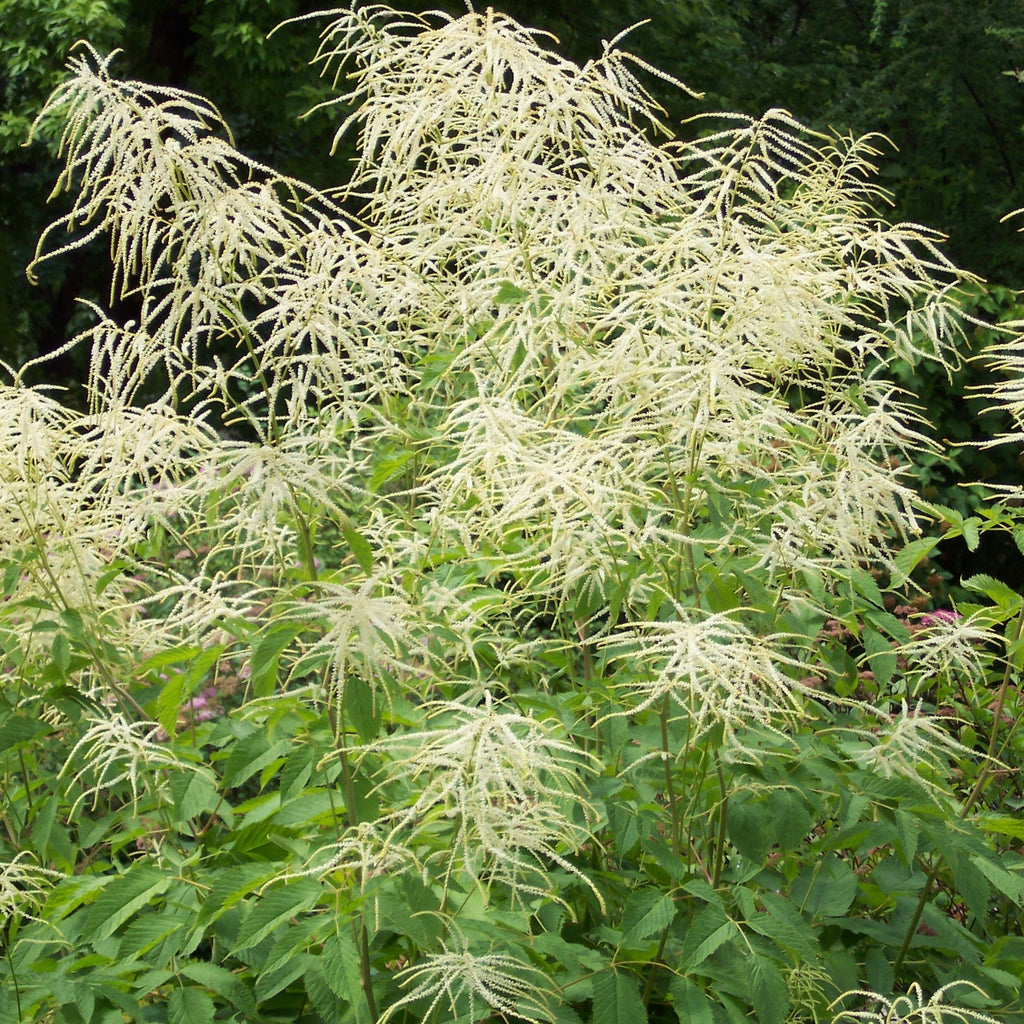 Aruncus dioicus whirlwind WISPY GOATSBEARD – Ferri Seeds