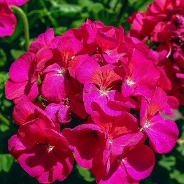 GERANIUM VIOLET Pelargonium – Ferri Seeds
