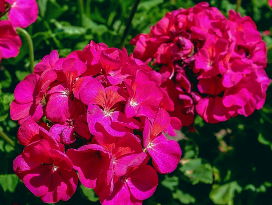 GERANIUM VIOLET Pelargonium – Ferri Seeds