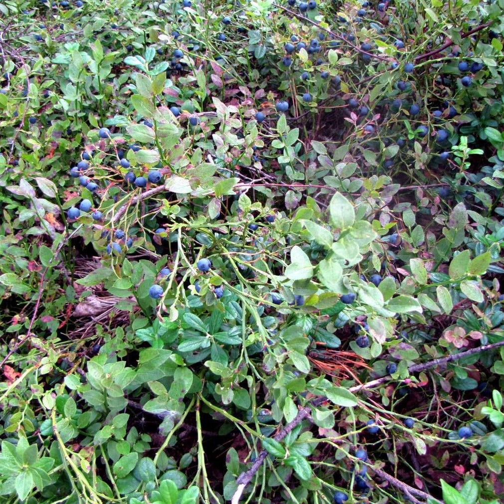 Vaccinium deliciosum CASCADE BILBERRY, HUCKLEBERRY – Ferri Seeds