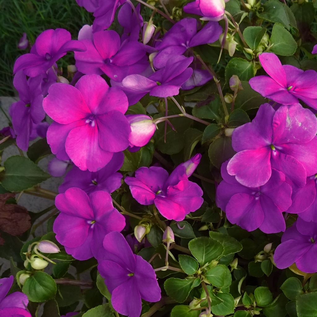 Impatiens walleriana IMPATIENS 'VIOLET' – Ferri Seeds