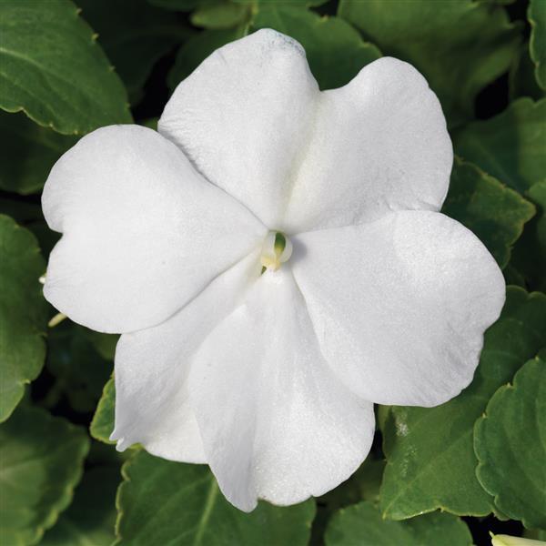 Impatiens walleriana IMPATIENS 'VIOLET' – Ferri Seeds