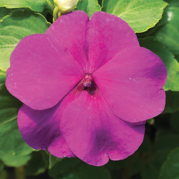 Impatiens walleriana IMPATIENS 'VIOLET' – Ferri Seeds