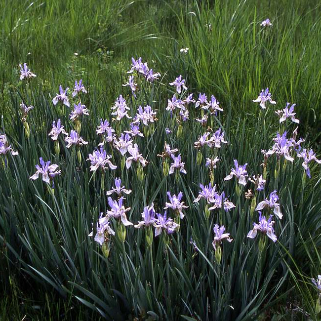 Native Plant Seeds – Page 5 – Ferri Seeds
