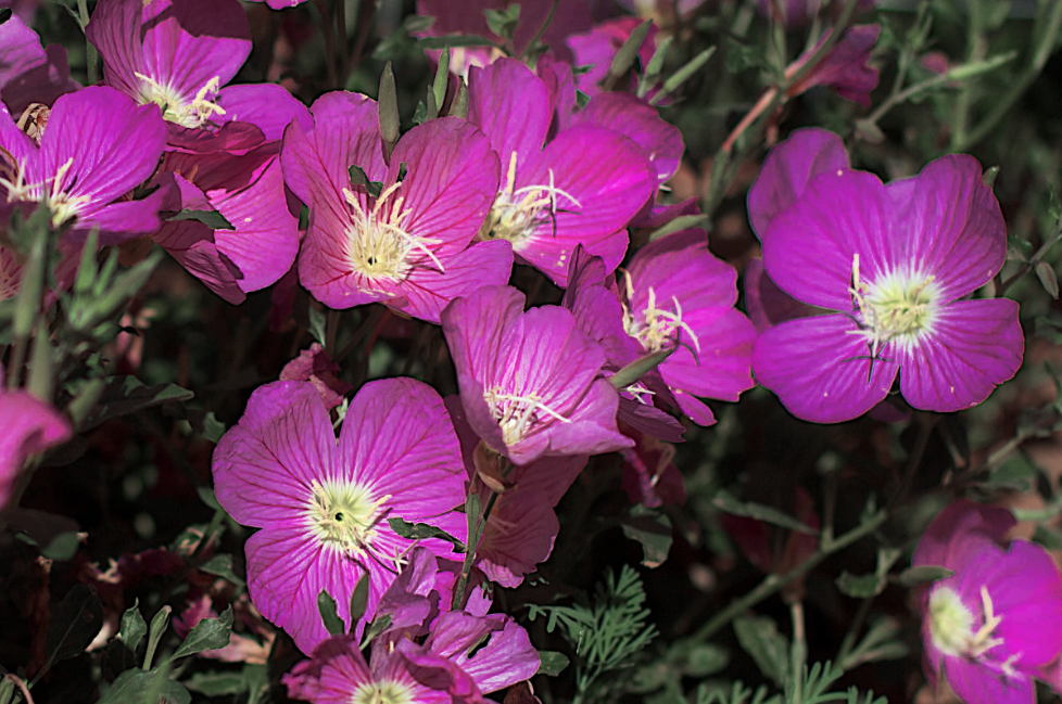 EVENING PRIMROSE MAGENTA Oenothera kunthiana – Ferri Seeds