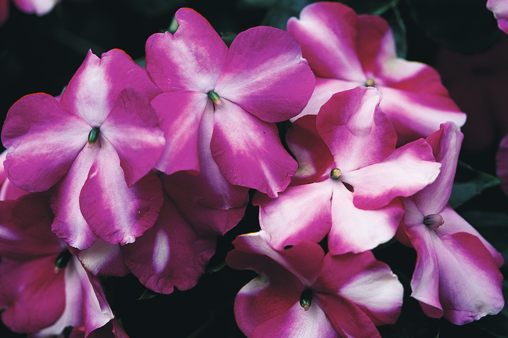 Impatiens walleriana IMPATIENS VIOLET STAR – Ferri Seeds