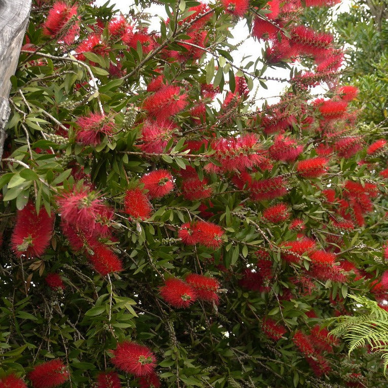 Callistemon citrinus, Callistemon lanceolatus CRIMSON BOTTLEBRUSH ...