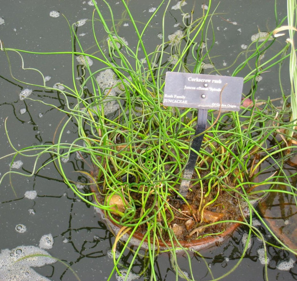 Juncus effusus RUSH CURLY SOFT 'TWISTER' – Ferri Seeds