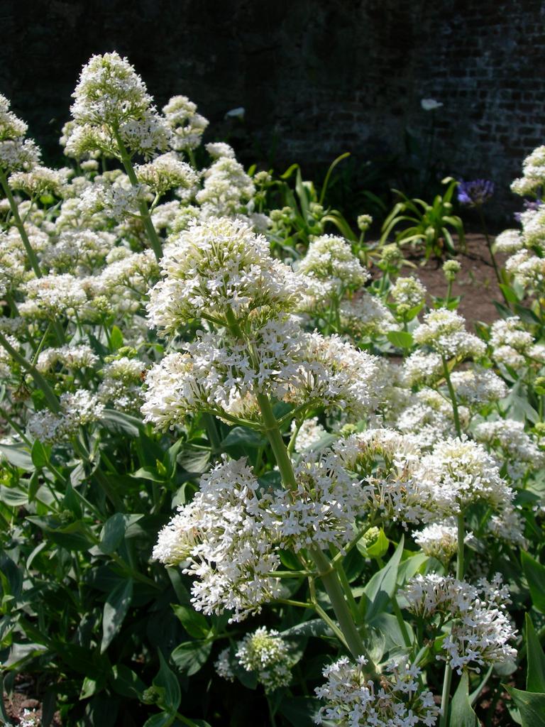 Centranthus ruber albus SNOWCLOUD VALERIAN – Ferri Seeds