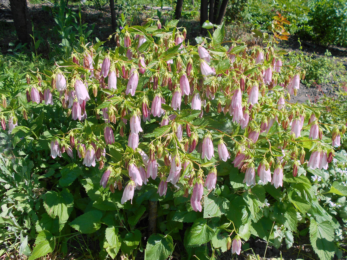 SPOTTED BELLFLOWER, PINK CHIMES Campanula punctata nana – Ferri Seeds