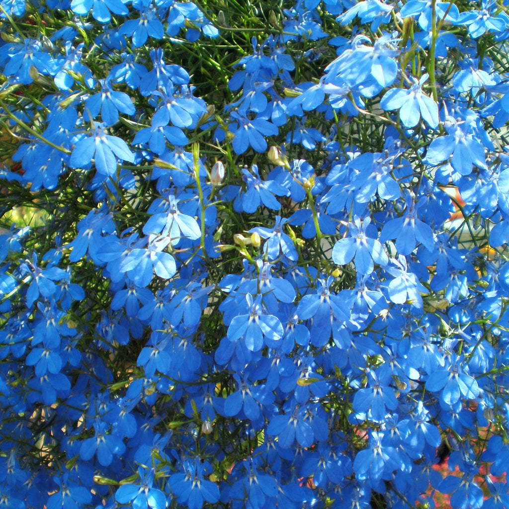 Lobelia erinus TRAILING LOBELIA 'CAMBRIDGE BLUE' – Ferri Seeds