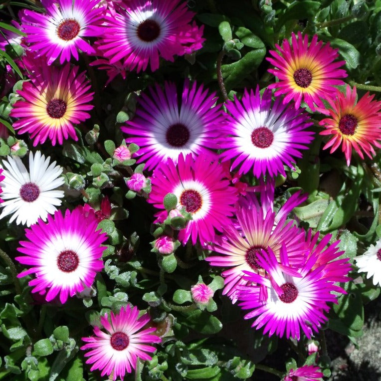 Dorotheanthus bellidiformis ICE PLANT MIX Livingstone Daisy – Ferri Seeds