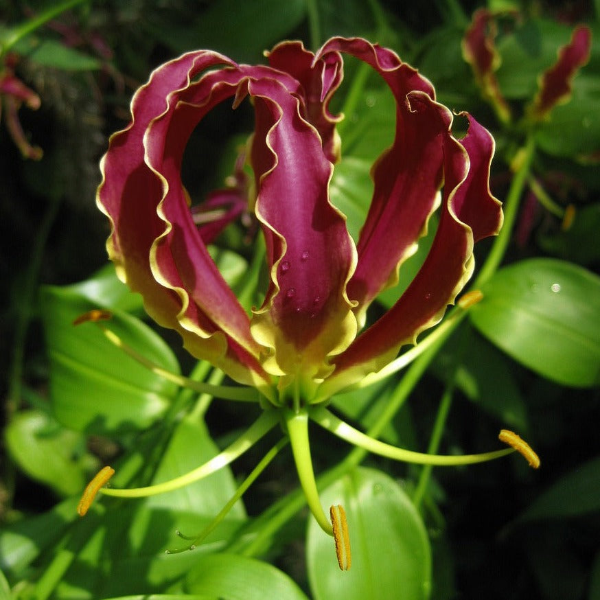 Gloriosa carsonii DARK-RED GLORY LILY – Ferri Seeds