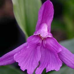 Roscoea alpina MOUNTAIN ROSCOE LILY – Ferri Seeds