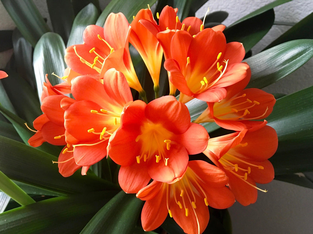 Clivia miniata RED, ORANGE & YELLOW SHADES, NATAL LILY, KAFIR LILY ...