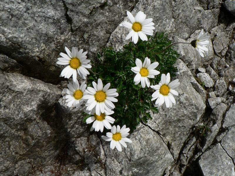 Chrysanthemum alpina, Leucanthemopsis alpina ALPINE MOON DAISY – Ferri ...