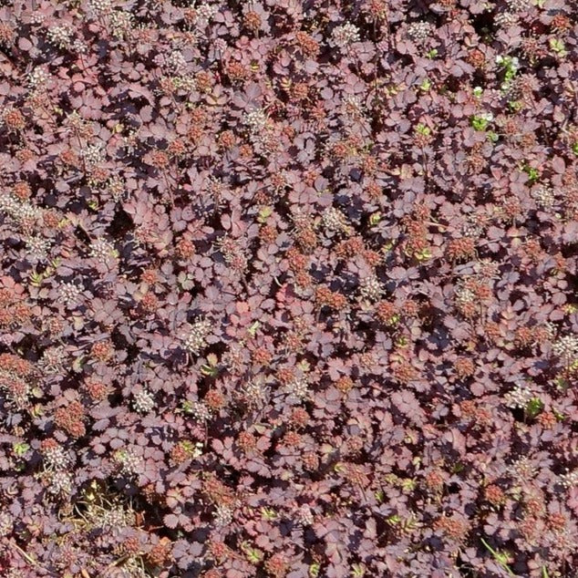 Acaena inermis purpurea PURPLE SHEEP'S BURR, PURPLE GOOSE LEAF – Ferri ...