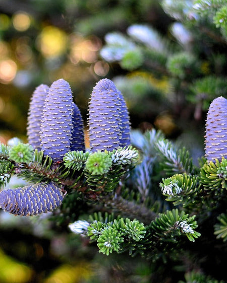 All Seeds - Large selection of hardy perennial seeds, natives ...