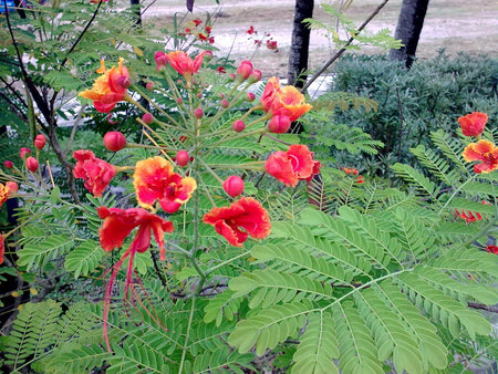 Caesalpinia pulcherrima PEACOCK FLOWER BIRD OF PARADISE – Ferri Seeds