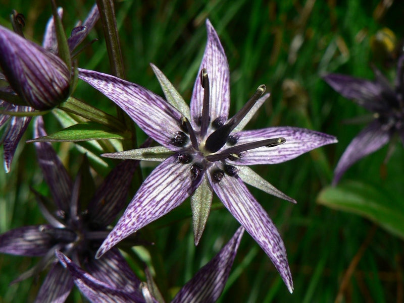 Swertia perennis FELWORT, STAR SWERTIA – Ferri Seeds
