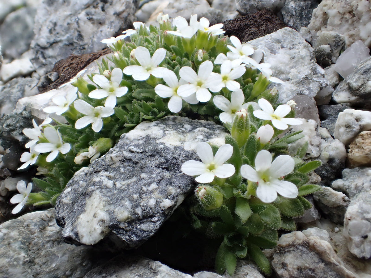 ROCK JASMINE Androsace mathildae – Ferri Seeds