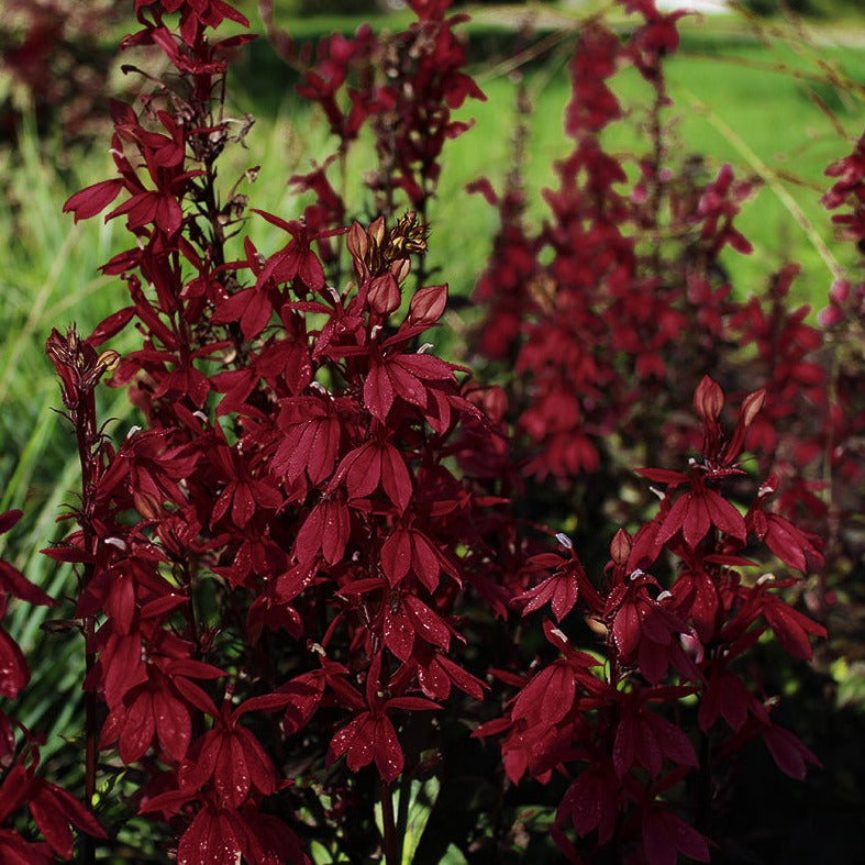 Lobelia speciosa CARDINAL FLOWER 'BURGUNDY' – Ferri Seeds