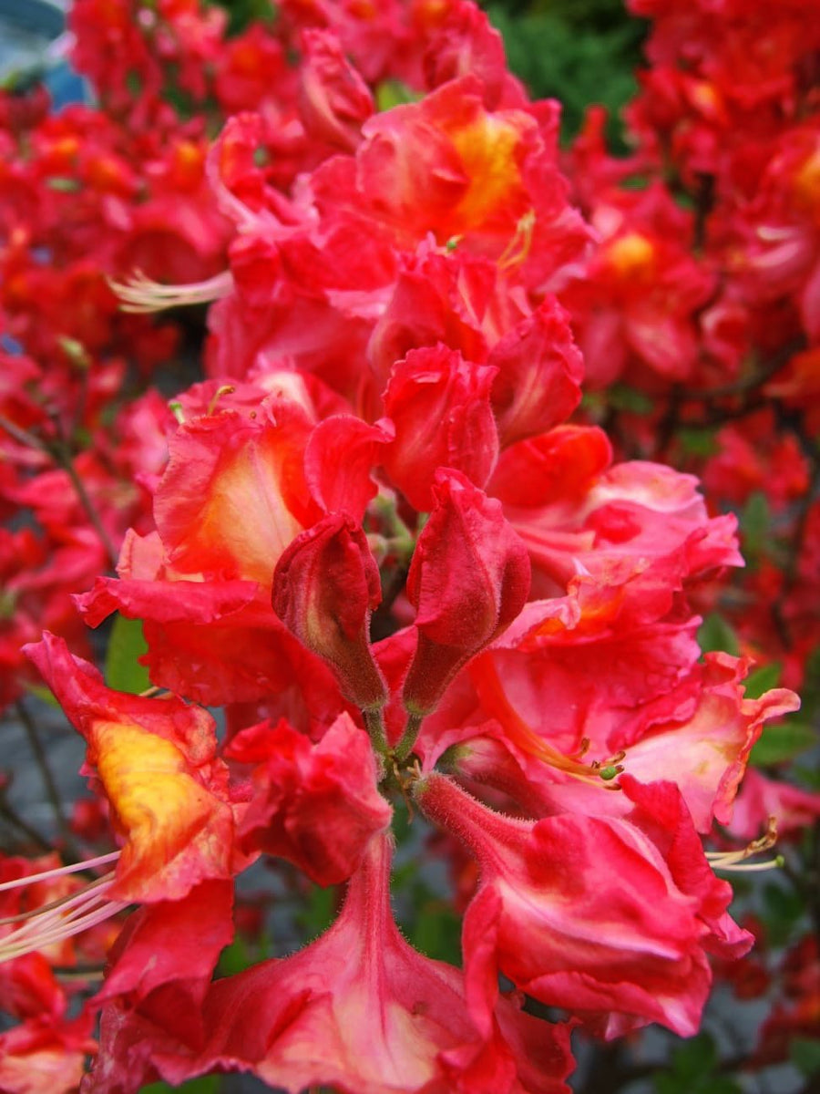 BUTTERFLY RED DOUBLE MADAME SNAPDRAGON Antirrhinum majus – Ferri Seeds