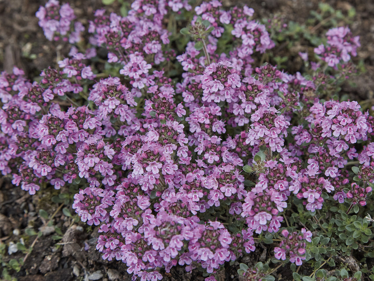 MOTHER OF THYME, CREEPING THYME Thymus praecox – Ferri Seeds