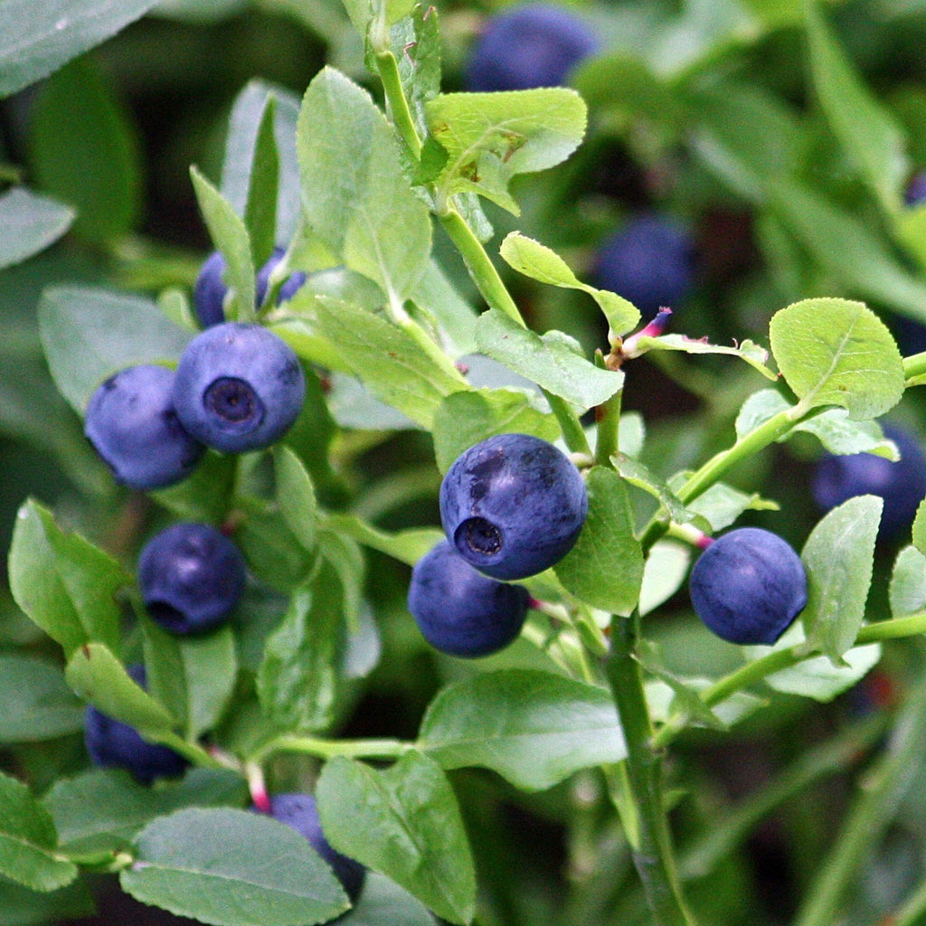 Vaccinium myrtillus COMMON BILBERRY, EUROPEAN BLUEBERRY – Ferri Seeds