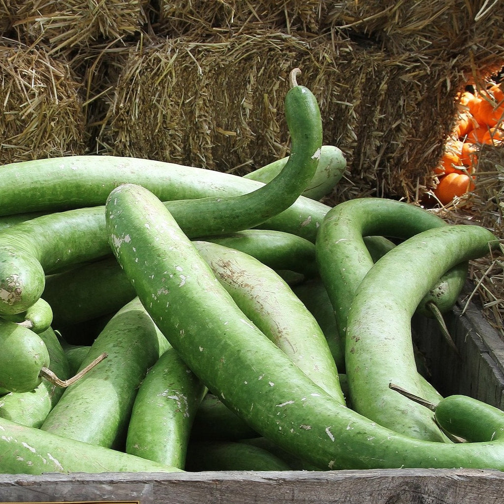 Cucurbita CALABASH KIKINDA COMPETITION PUMPKIN, SQUASH – Ferri Seeds