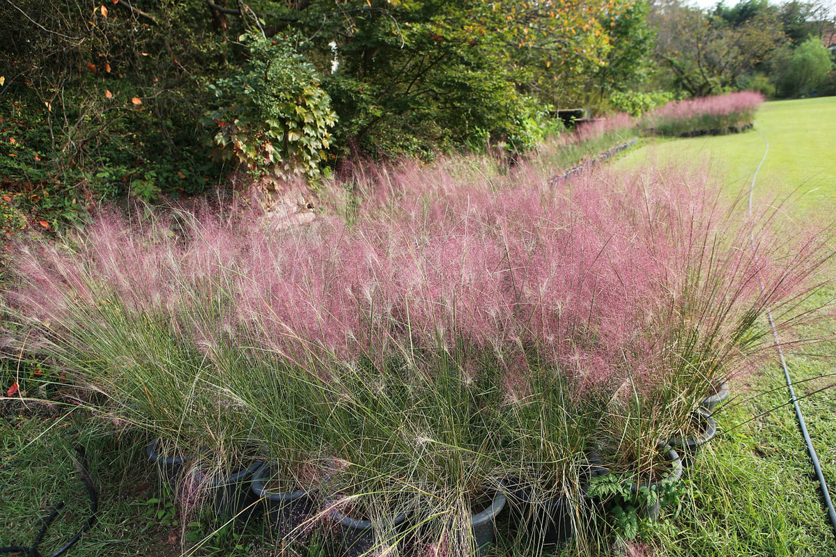 PURPLE LOVEGRASS Eragrostis spectabilis – Ferri Seeds