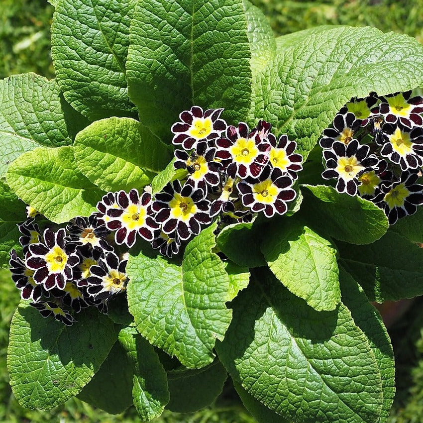Primula vulgaris PRIMROSE VICTORIAN SILVER LACE BLACK – Ferri Seeds