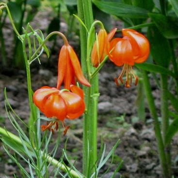 Lilium pumilum tenuifolium RED CORAL LILY – Ferri Seeds